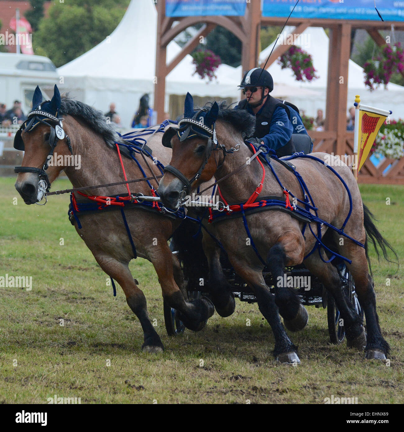 Draft Horse Racing in Germany Stock Photo - Alamy