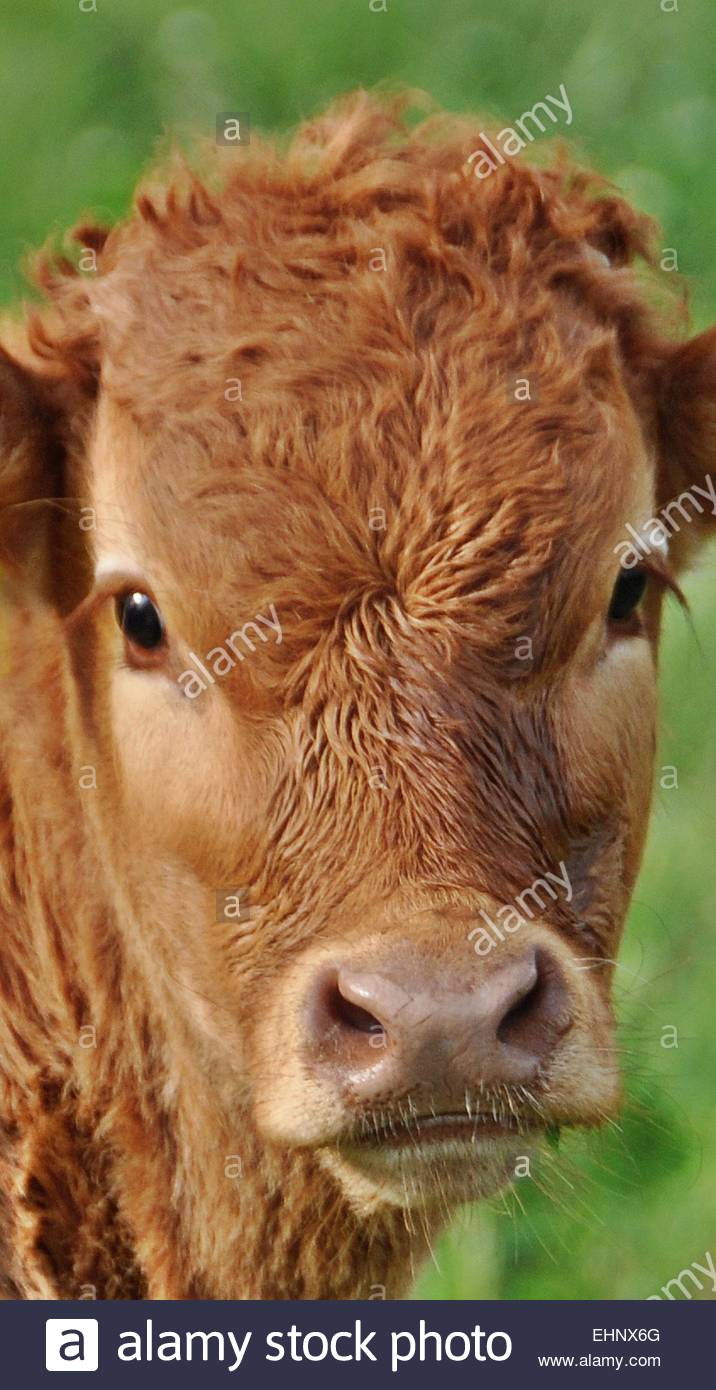 Cow Head Stock Photos & Cow Head Stock Images - Alamy