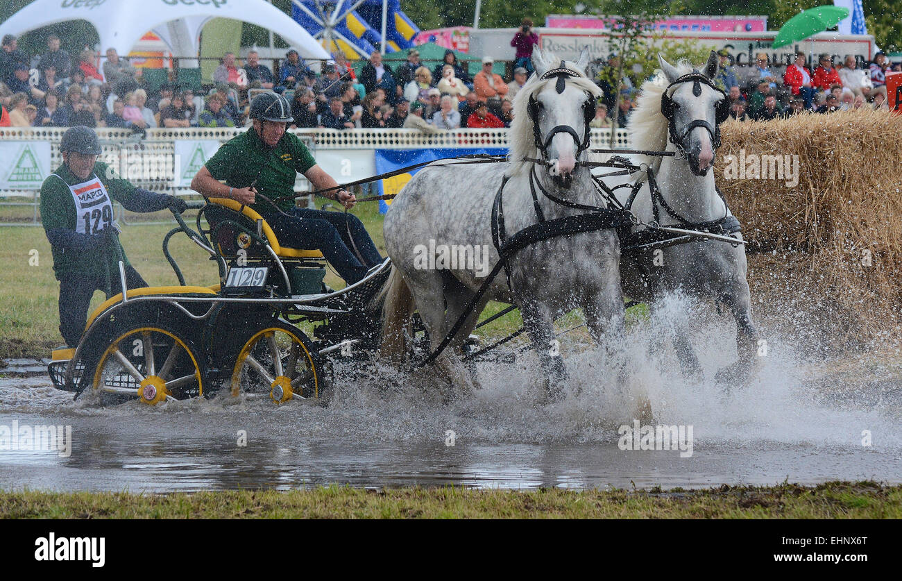 Draft Horse Racing in Germany Stock Photo - Alamy