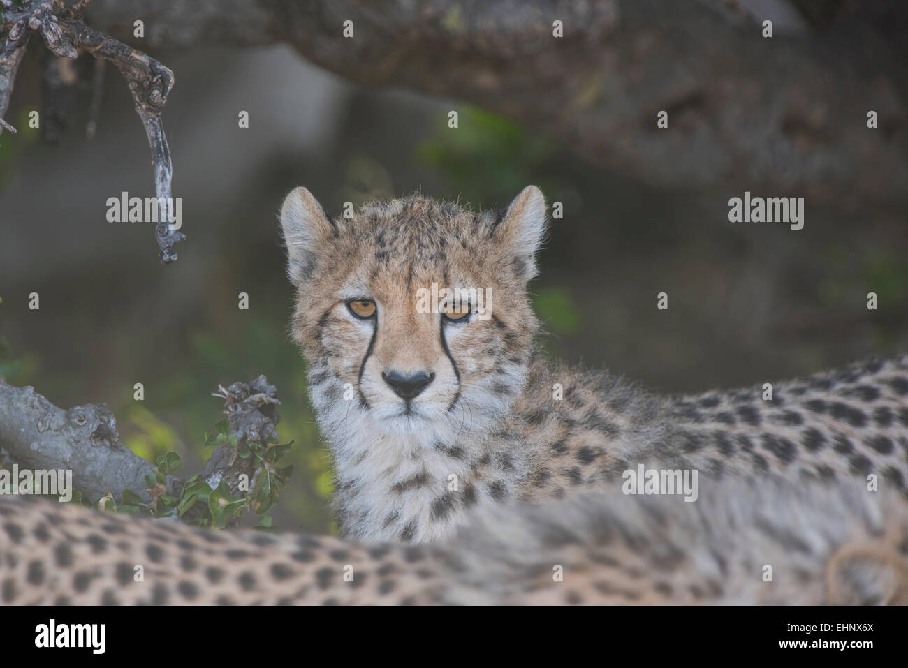 Cheetah, Gepard,Acinonyx jubatus,cub, 9 Month old Stock Photo - Alamy