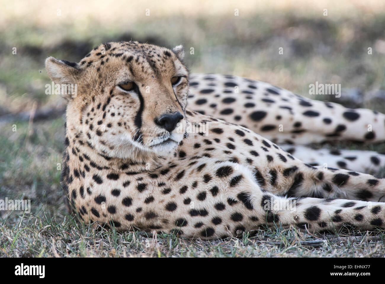 Cheetah, Gepard,Acinonyx jubatus Stock Photo - Alamy