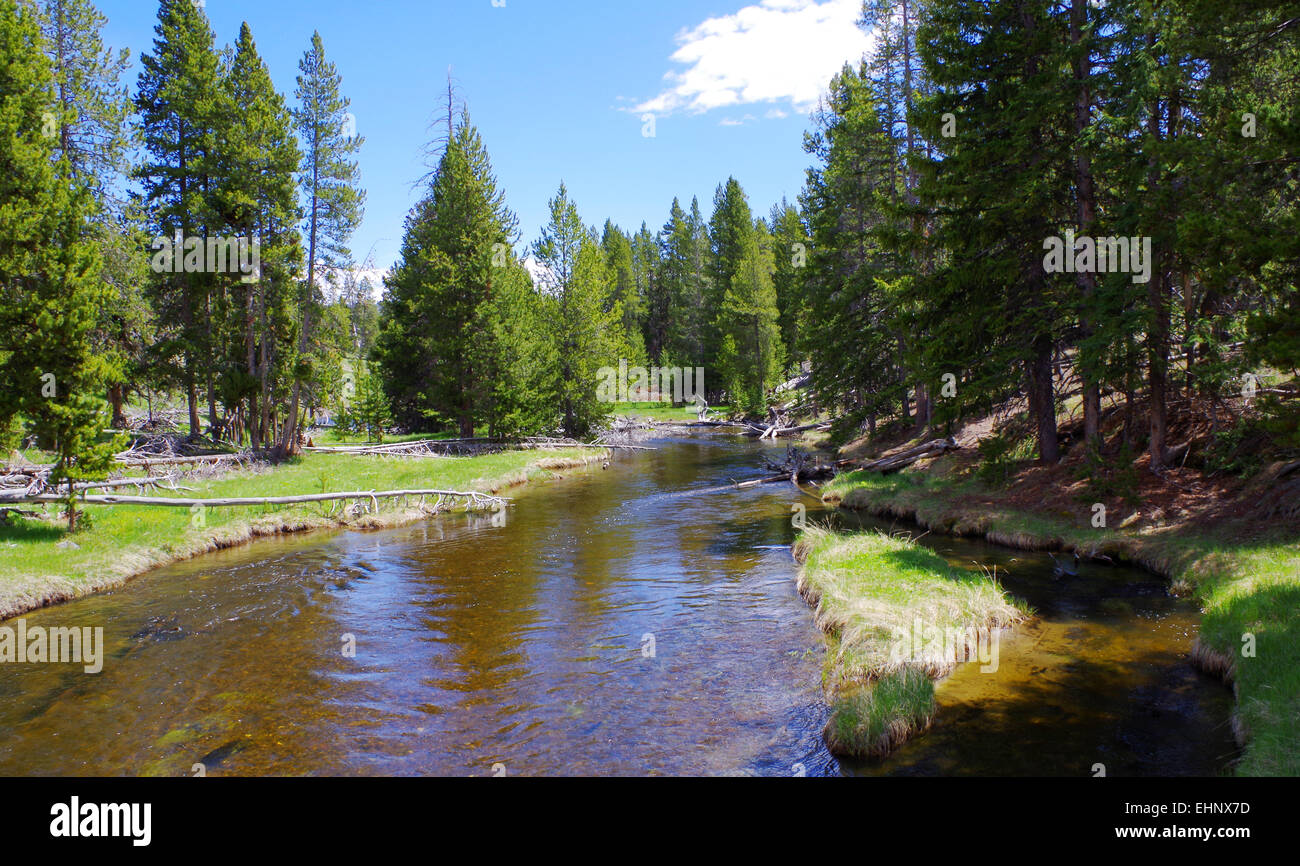 Yellowstone forest hi-res stock photography and images - Alamy