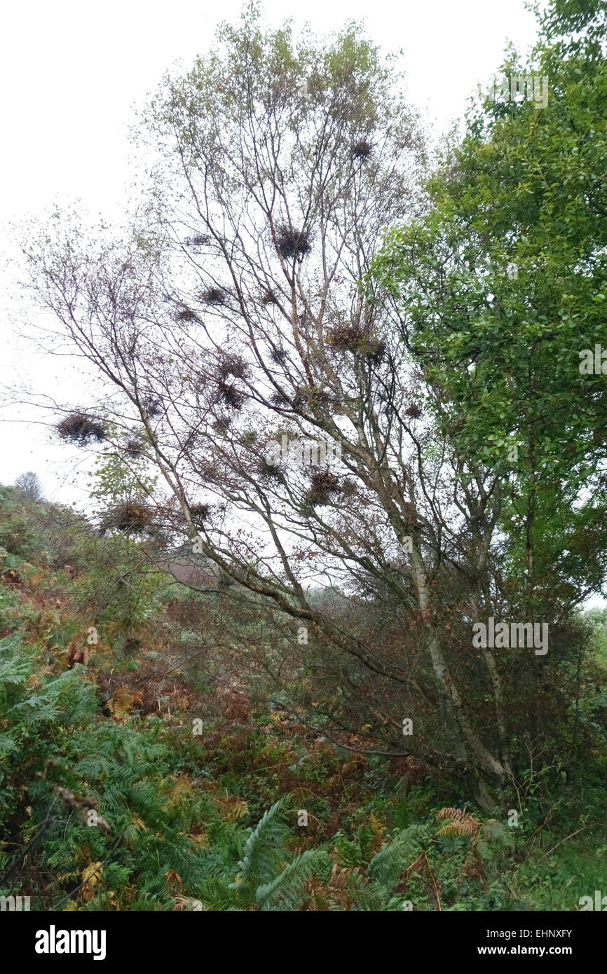 Witch's broom twigs hi-res stock photography and images - Alamy
