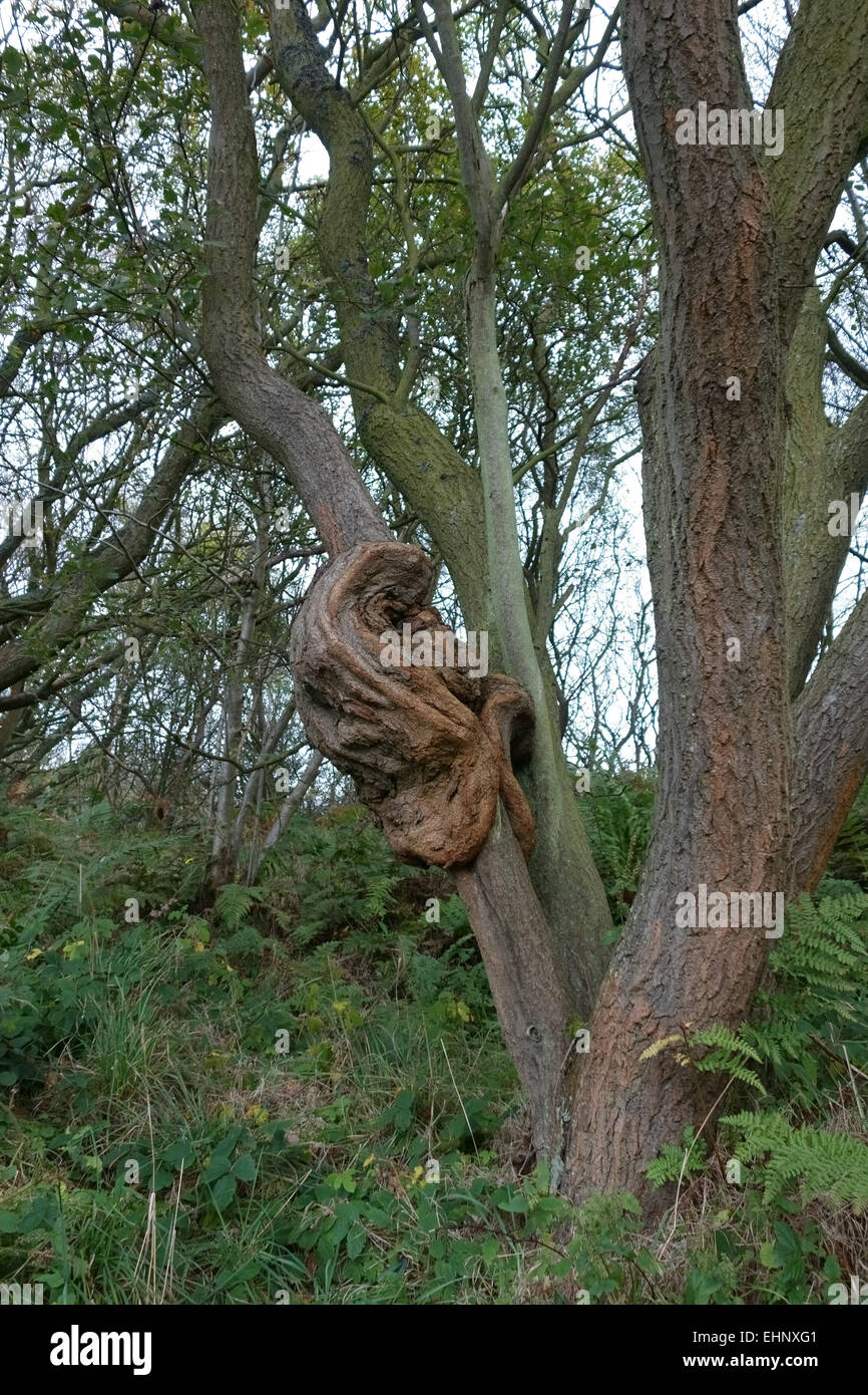 Large canker deformity on the trunk of and old hawthorn tree, Crataegus ...