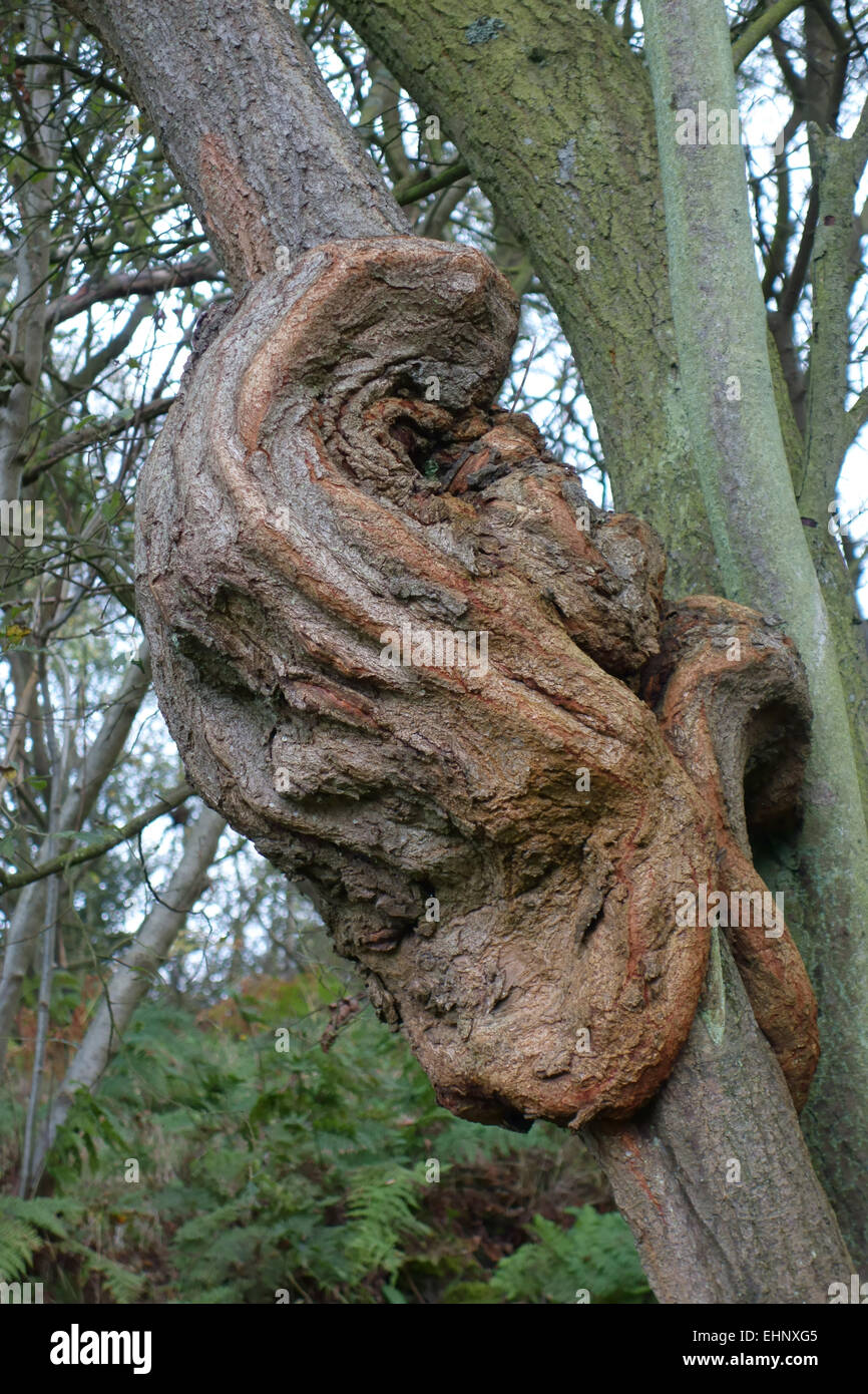 Large canker deformity on the trunk of and old hawthorn tree, Crataegus ...