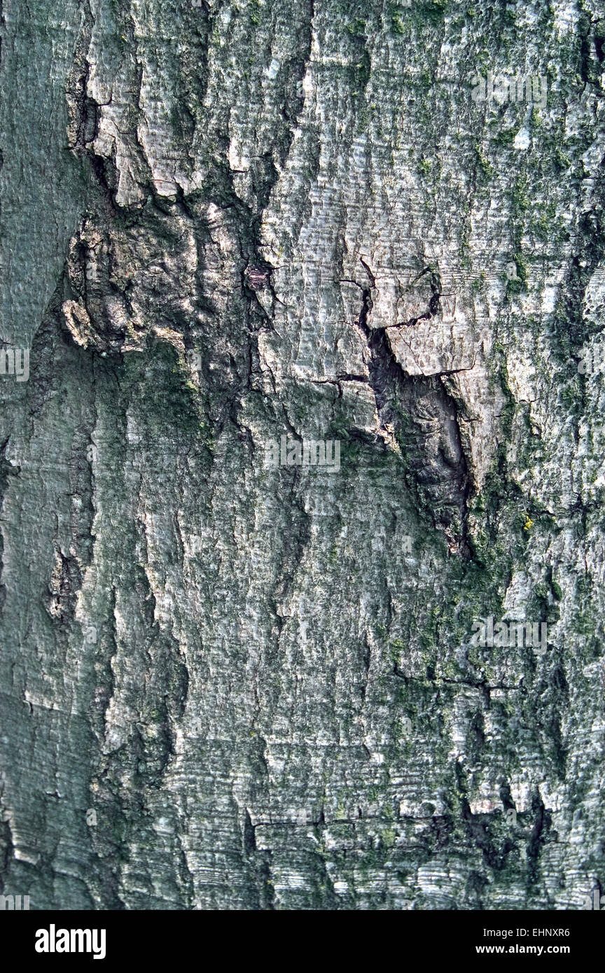 Common Beech Fagus Sylvatica Bark Stock Photos & Common Beech Fagus ...
