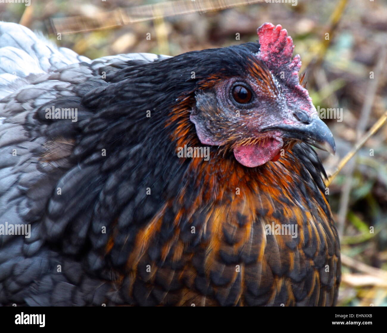 Maran Chicken High Resolution Stock Photography and Images - Alamy