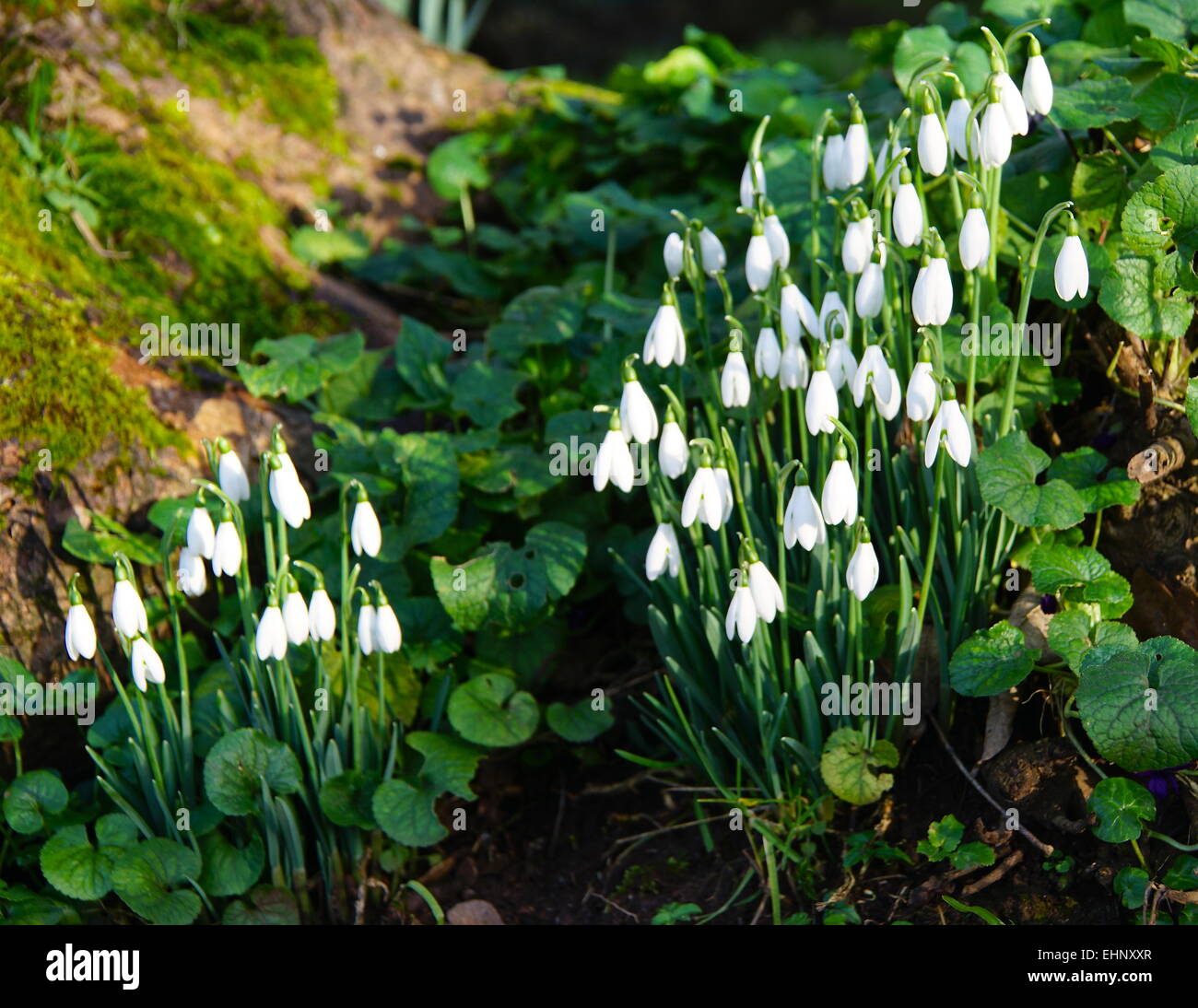 Snowdrops enjoying some winter sunshine at Bow Bridge, nr Tuckenhay ...
