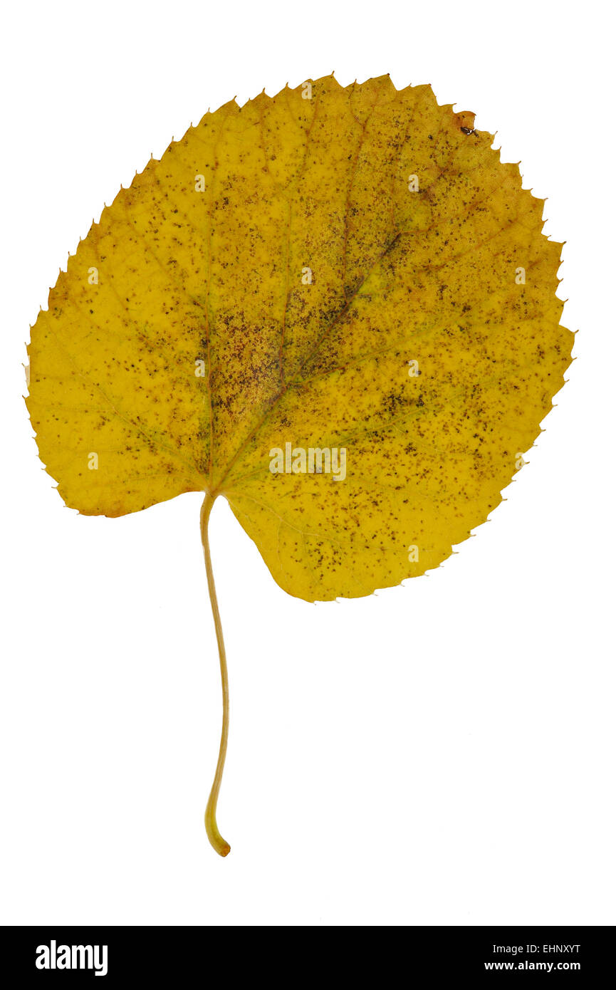 Common lime / common linden (Tilia vulgaris / Tilia europaea) leaf in ...