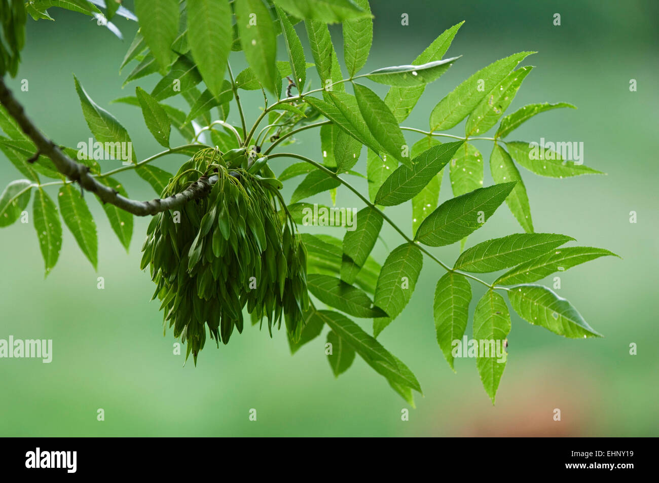 European ash / common ash (Fraxinus excelsior) close up of twig with ...