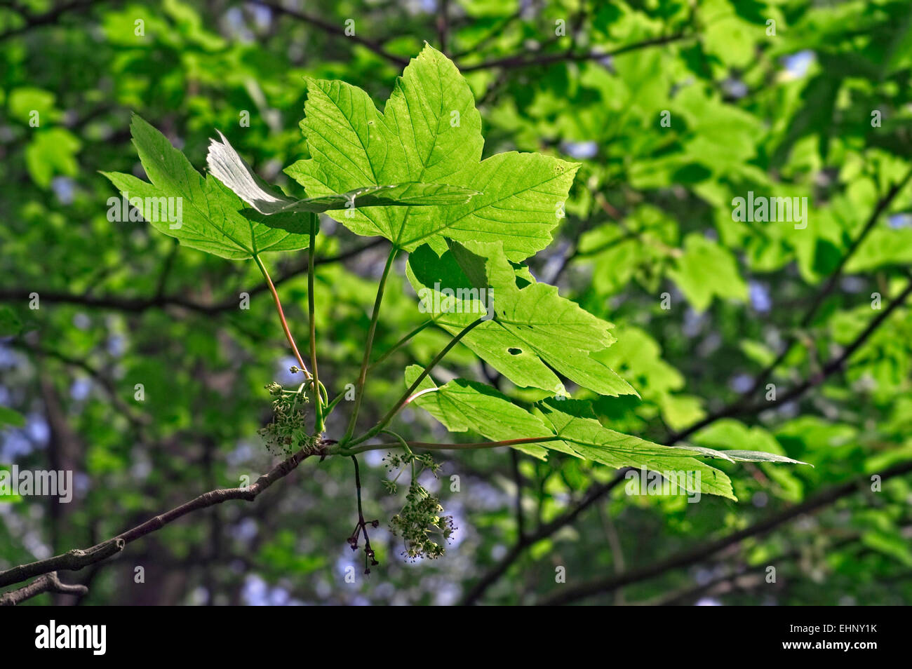 Sycamore maple / false plane tree (Acer pseudoplatanus) close up of ...