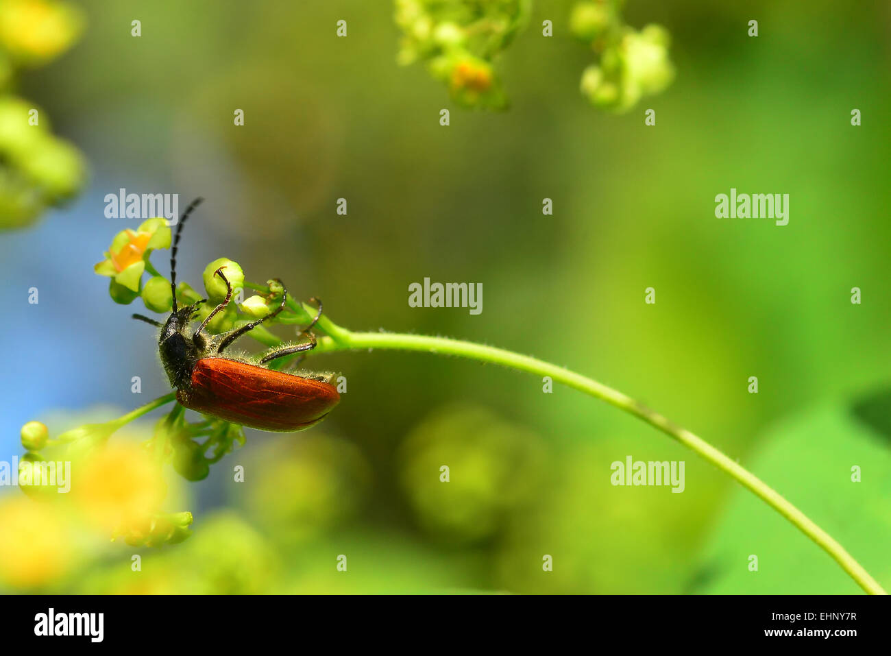Red beetle, bug Stock Photo - Alamy