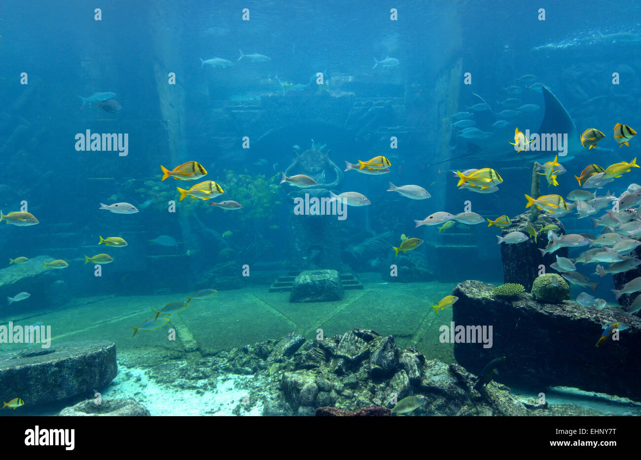 Panoramic underwater hi-res stock photography and images - Alamy