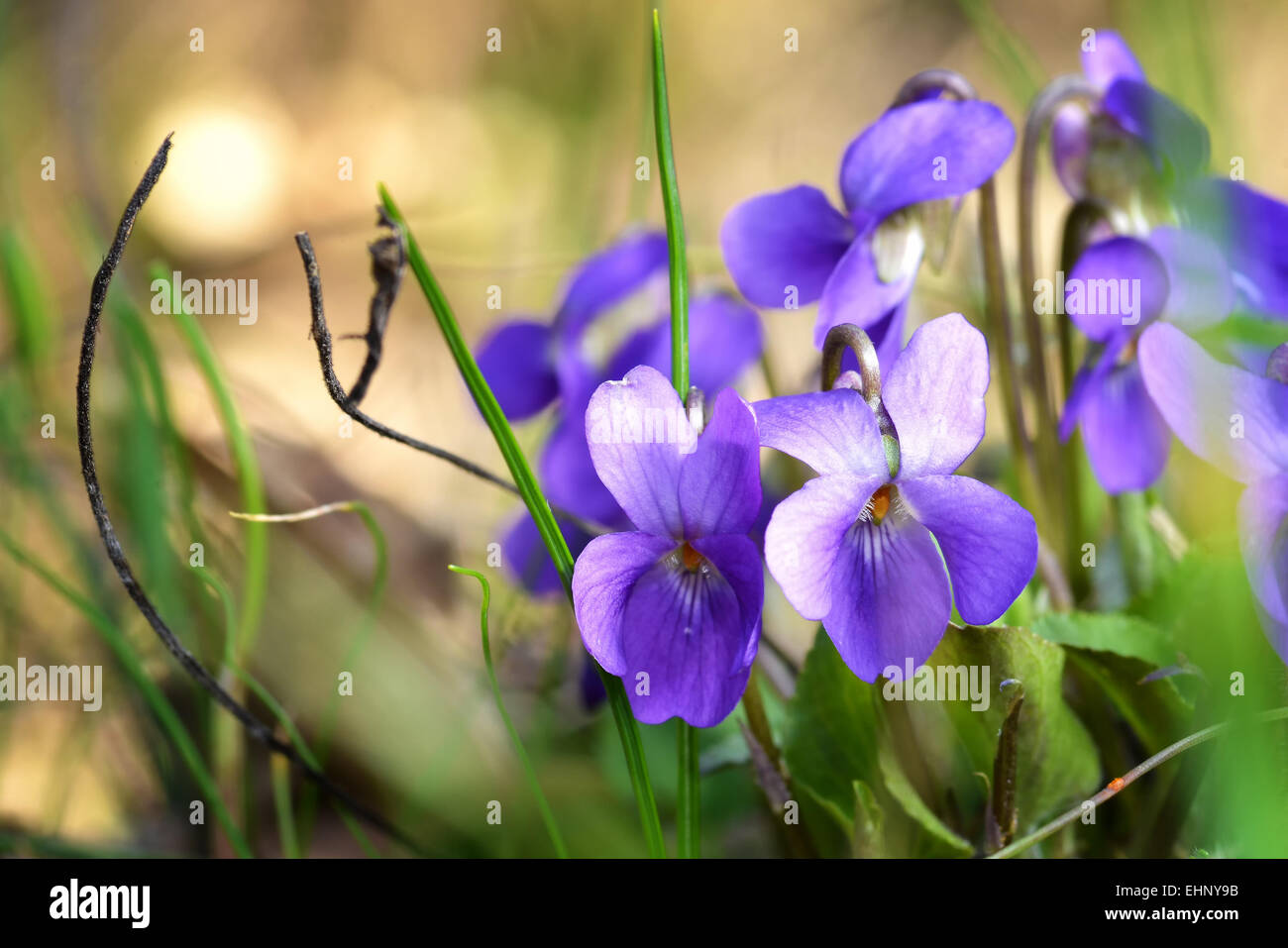 Purple flowers on a spring day in natural light Stock Photo - Alamy