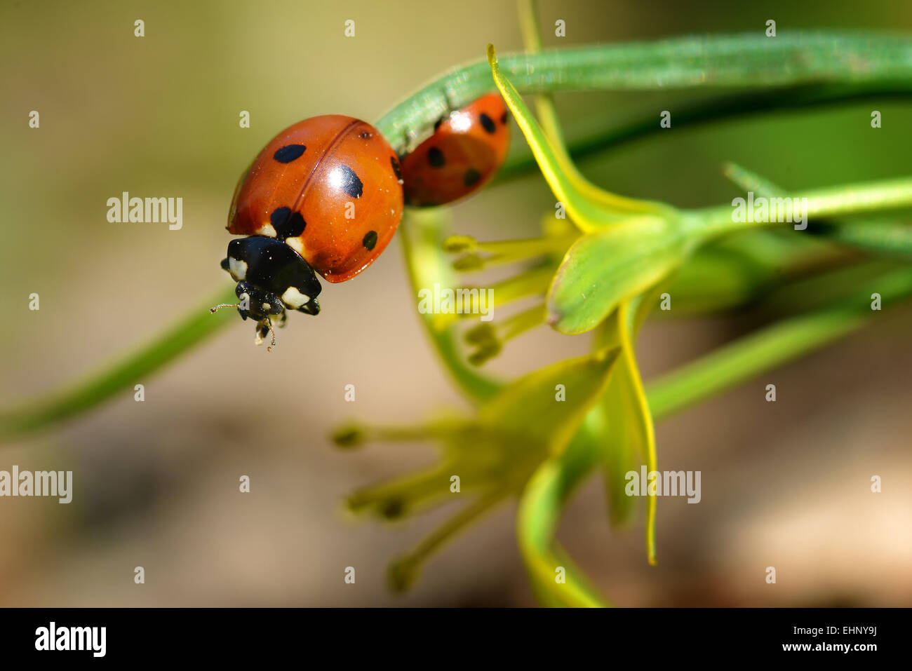 Red ladybug resting on a hot spring day Stock Photo - Alamy