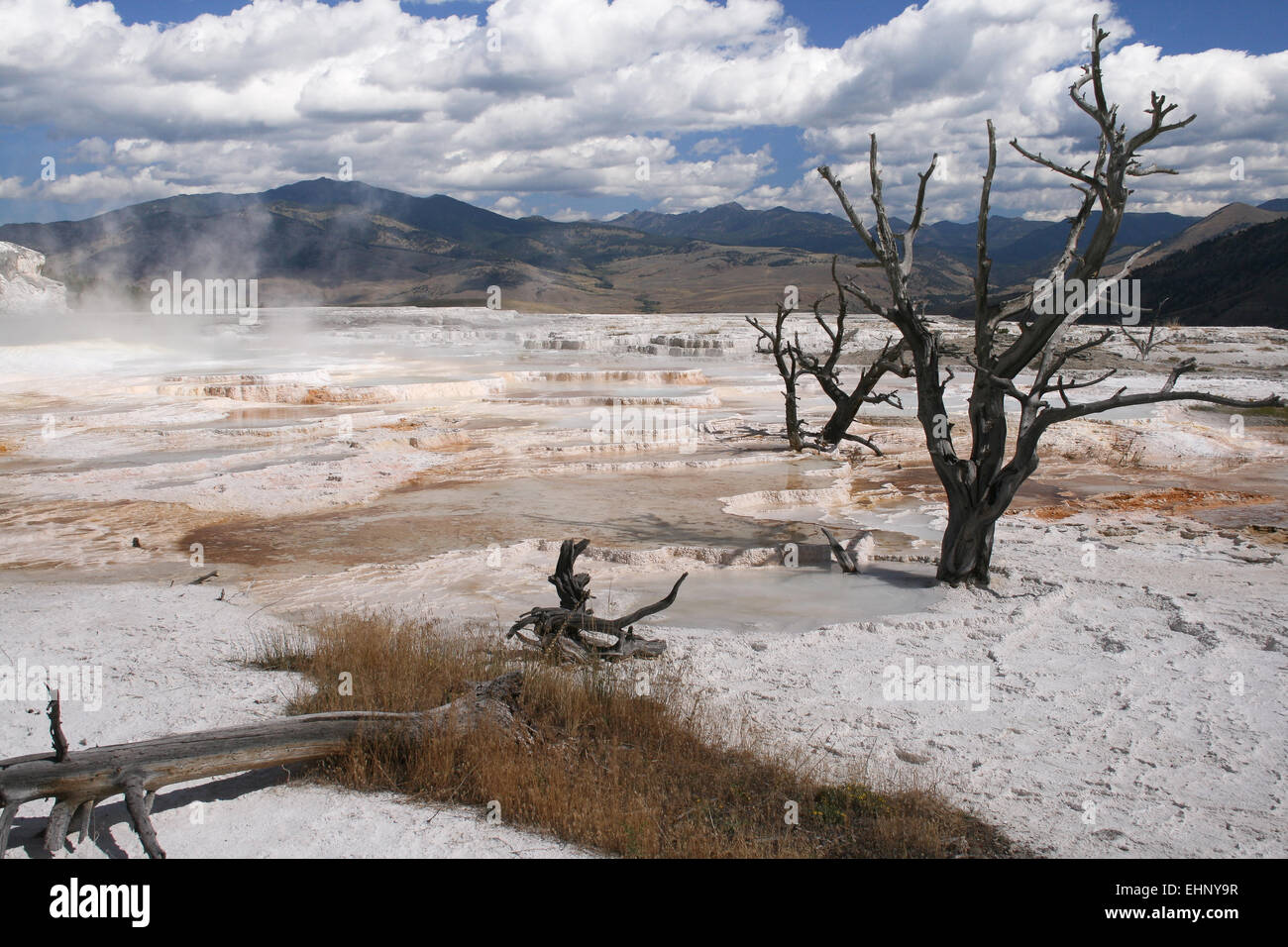 Dead tree branches in the Mammoth Hot Spring, Yellowstone National Park ...