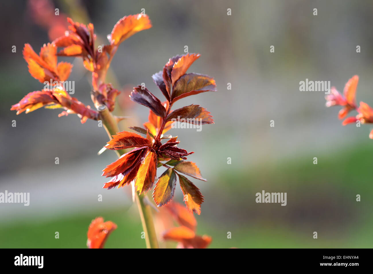 Beautiful red leaves on hi-res stock photography and images - Alamy