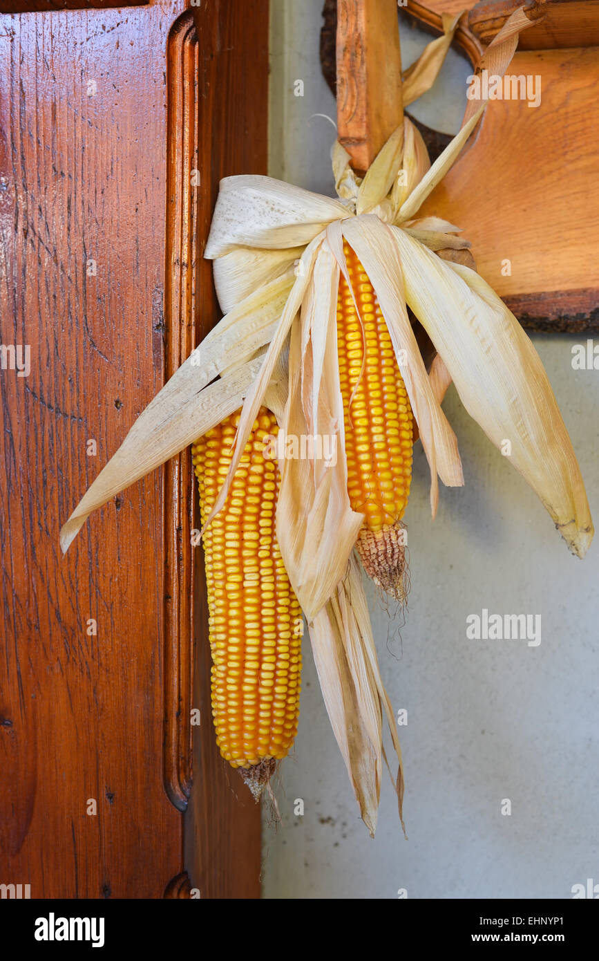 Corn left hanging to dry in natural light Stock Photo - Alamy