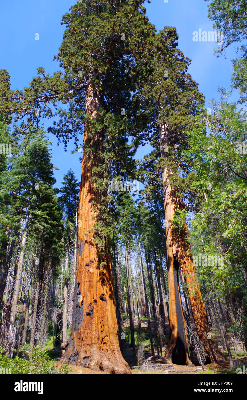 Baume skala hi-res stock photography and images - Alamy