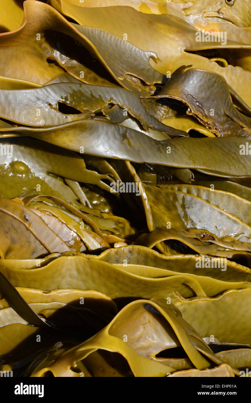 Kelp forest new zealand hi-res stock photography and images - Alamy