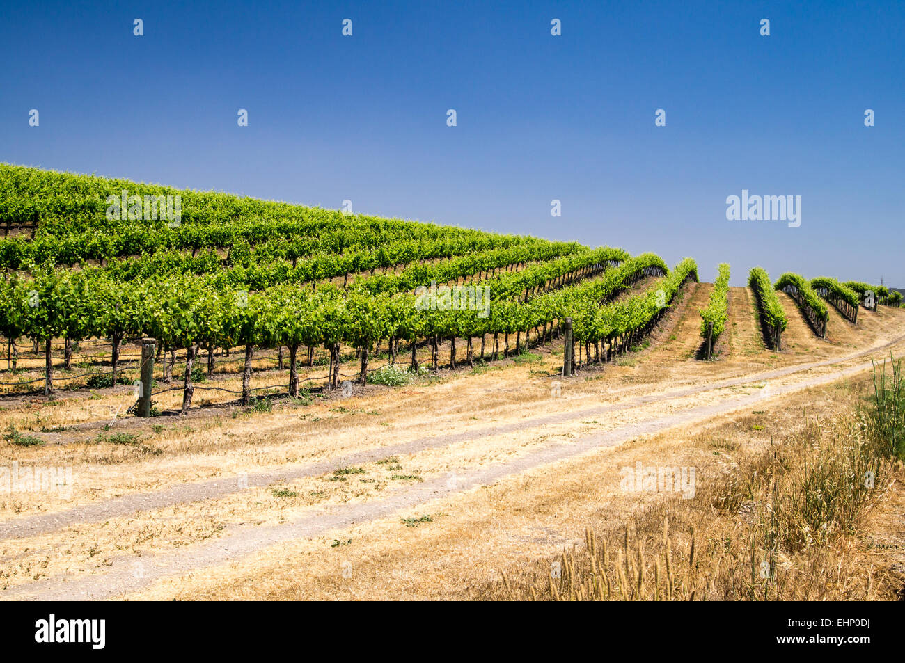 Grapevines grow on California hillside Stock Photo - Alamy