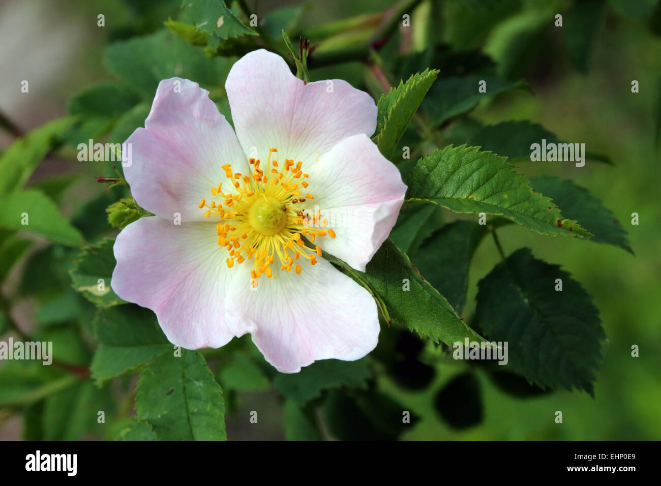 Rosa canina, Dog Rose Stock Photo - Alamy