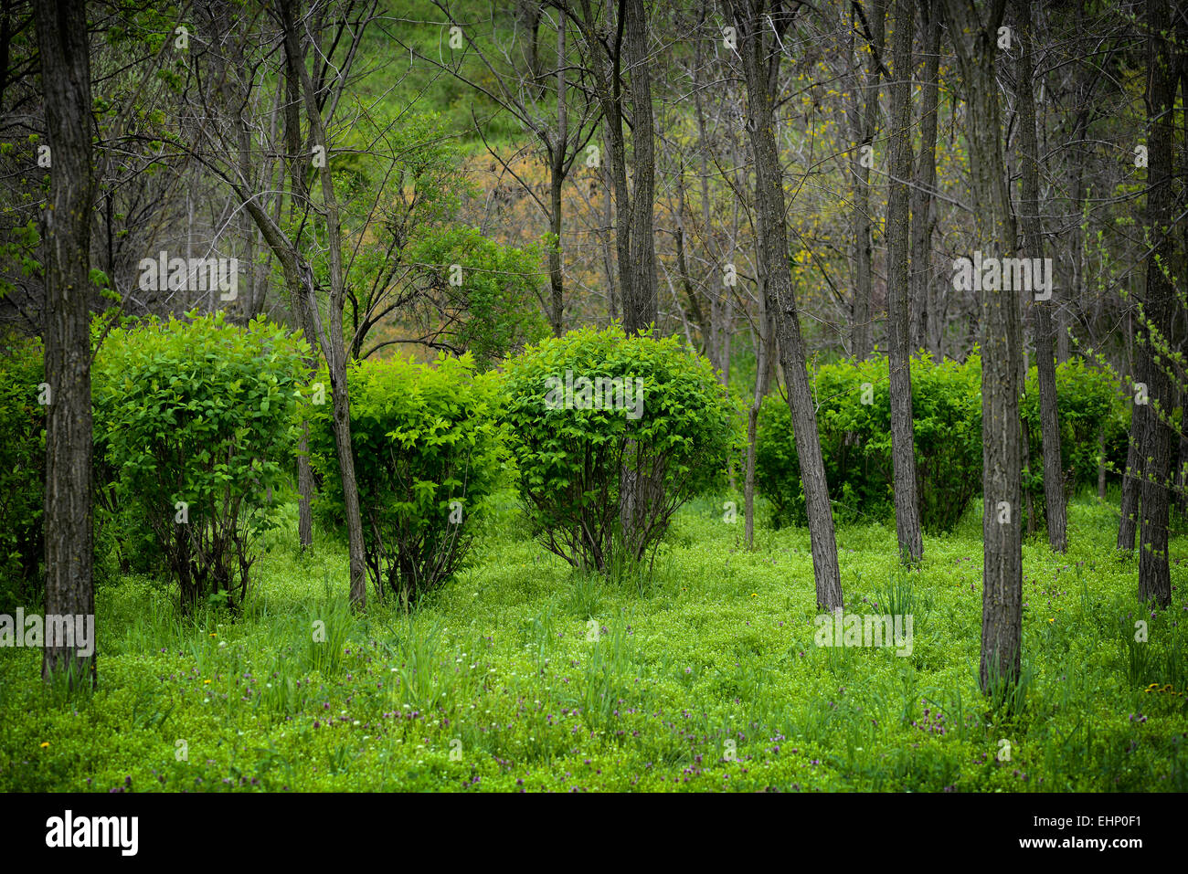Bushes forest hi-res stock photography and images - Alamy