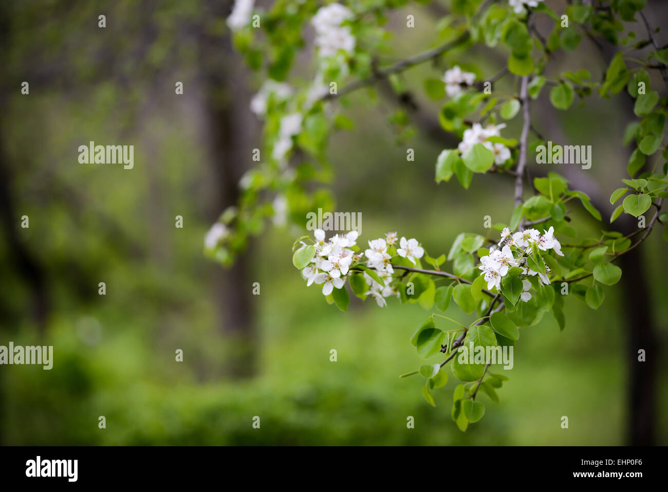Cherry Blossom in a warm spring day Stock Photo - Alamy