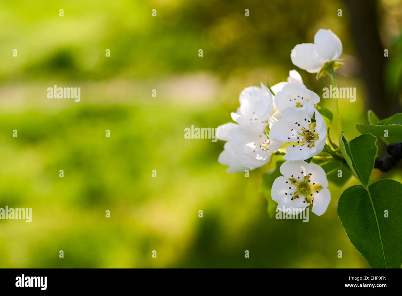 White apple flowers Stock Photo - Alamy