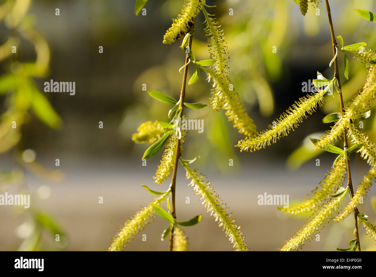 Beautiful blooming willow branch hi-res stock photography and images ...