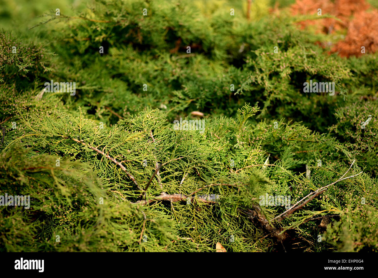 Broken fir tree hi-res stock photography and images - Alamy
