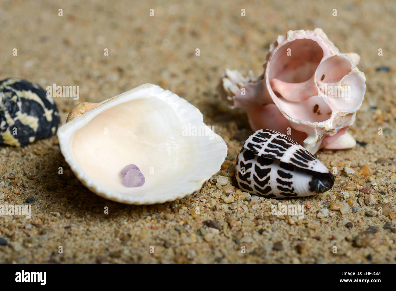 Shells on sand background Stock Photo - Alamy