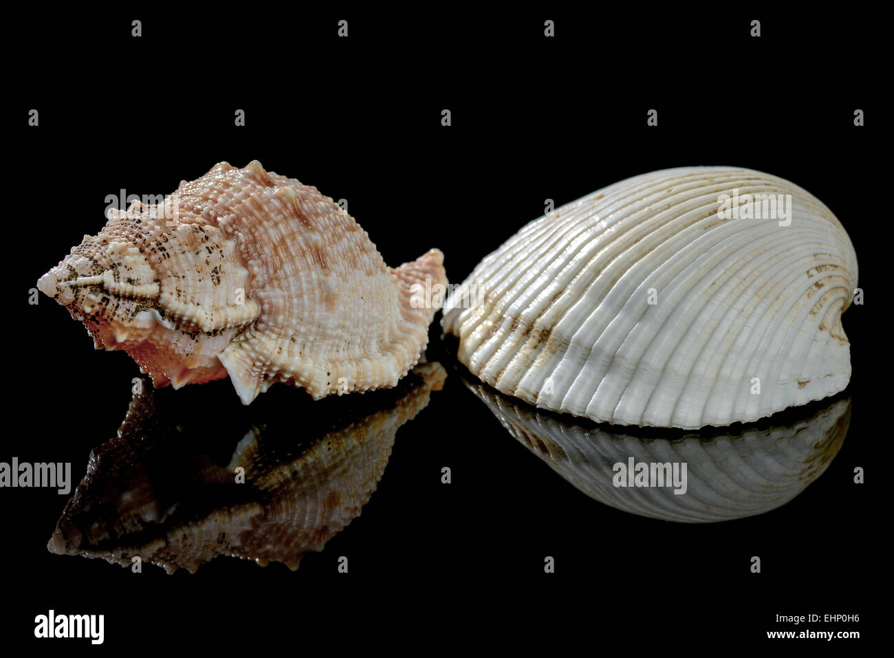 Shells isolated on black background with reflection Stock Photo - Alamy