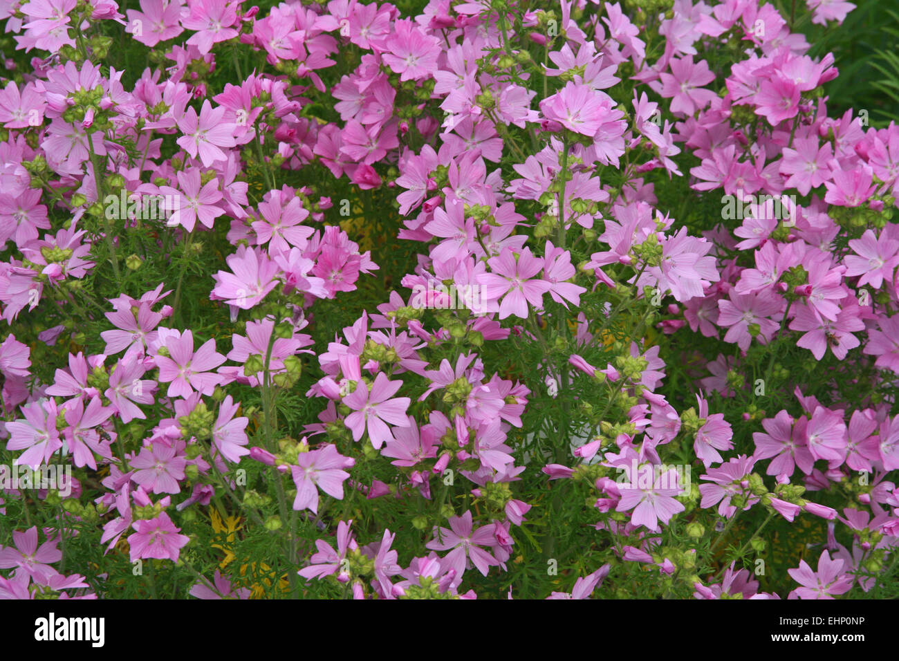 Geraniaceae hi-res stock photography and images - Alamy