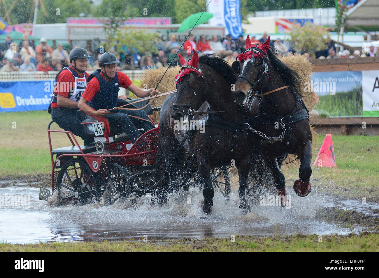 Draft horse horses hi-res stock photography and images - Alamy