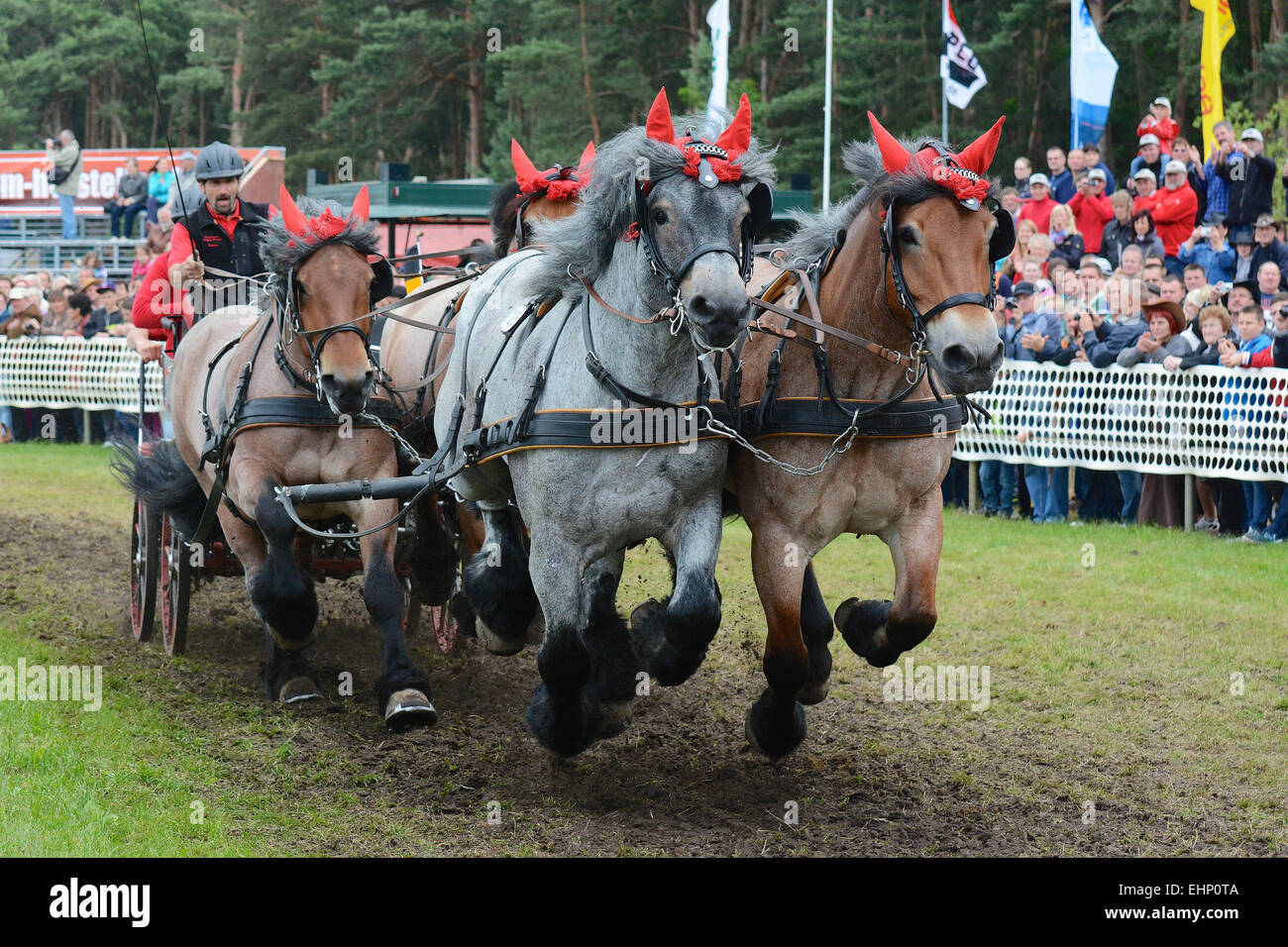 Draft Horse Racing in Germany Stock Photo - Alamy