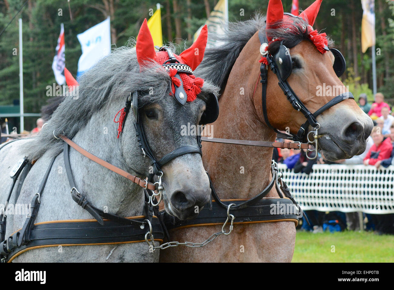 Draft Horse Racing in Germany Stock Photo - Alamy