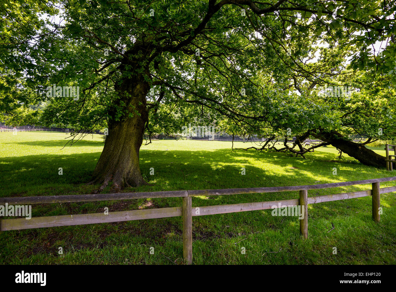 Wood fence and trees Stock Photo - Alamy