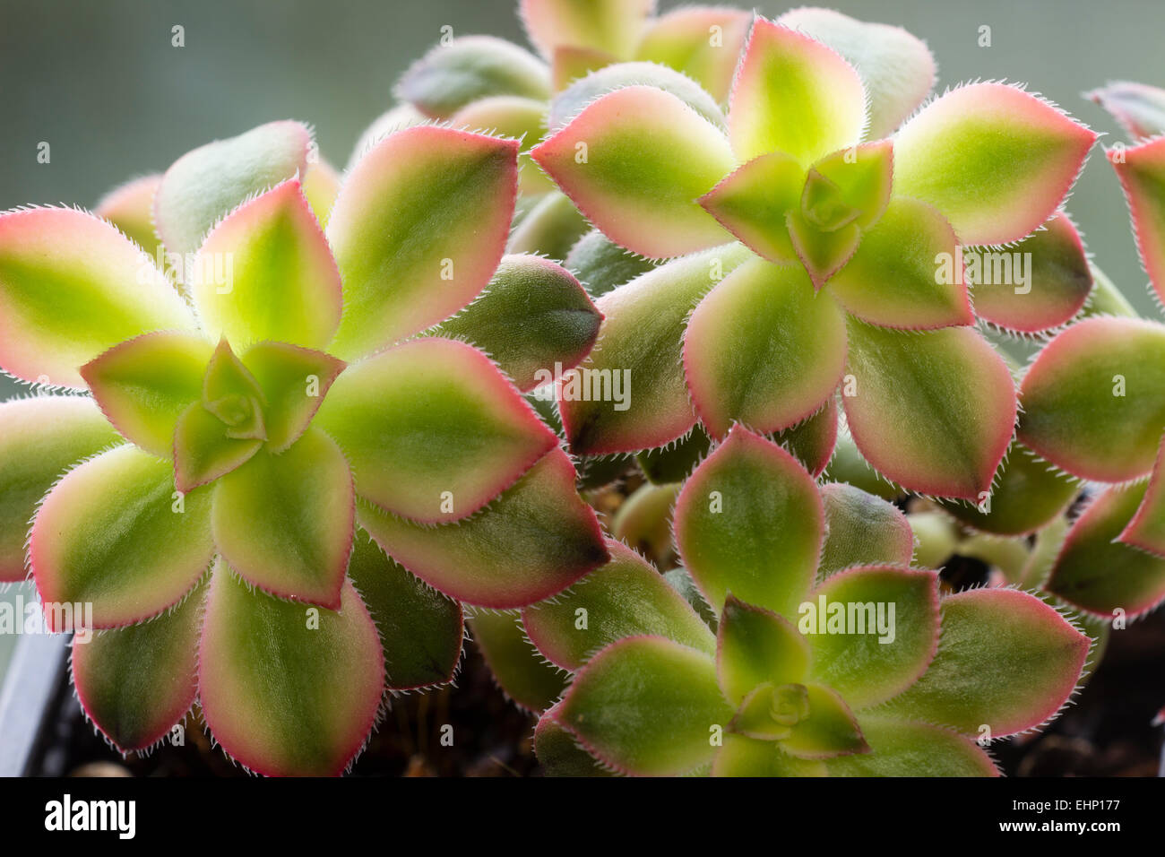 Close up of rosettes of the small, branching succulent, Aeonium 'Kiwi ...