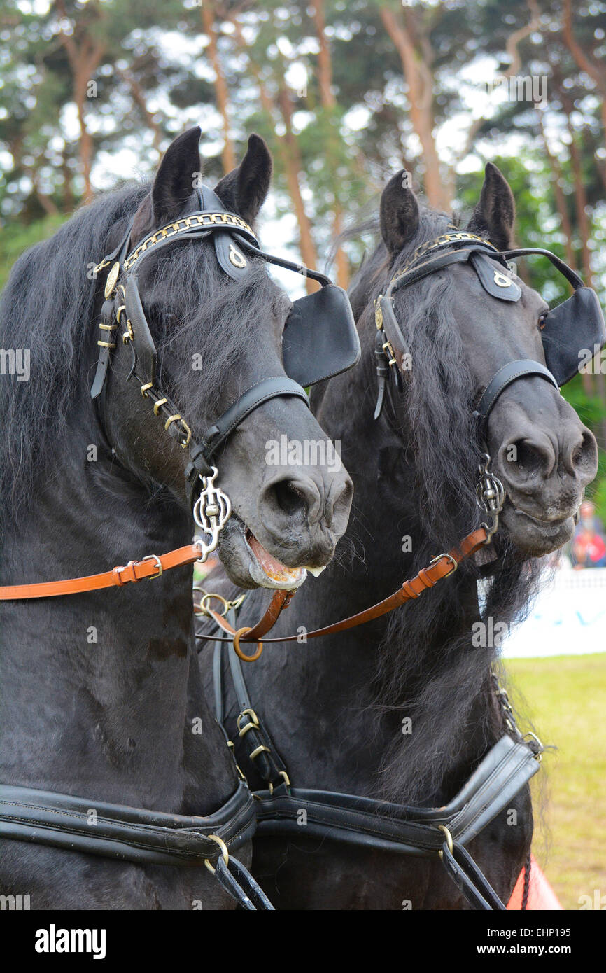 Draft Horse Racing in Germany Stock Photo - Alamy