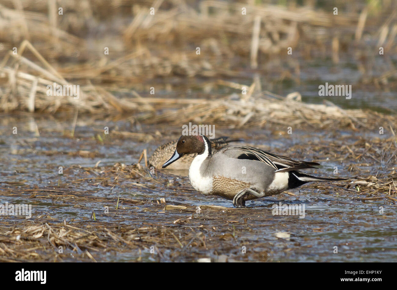 Northern pintail wading Stock Photo - Alamy