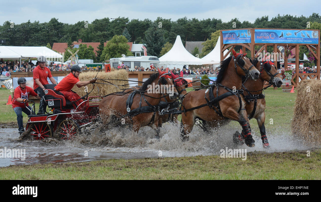 Draft Horse Racing in Germany Stock Photo - Alamy