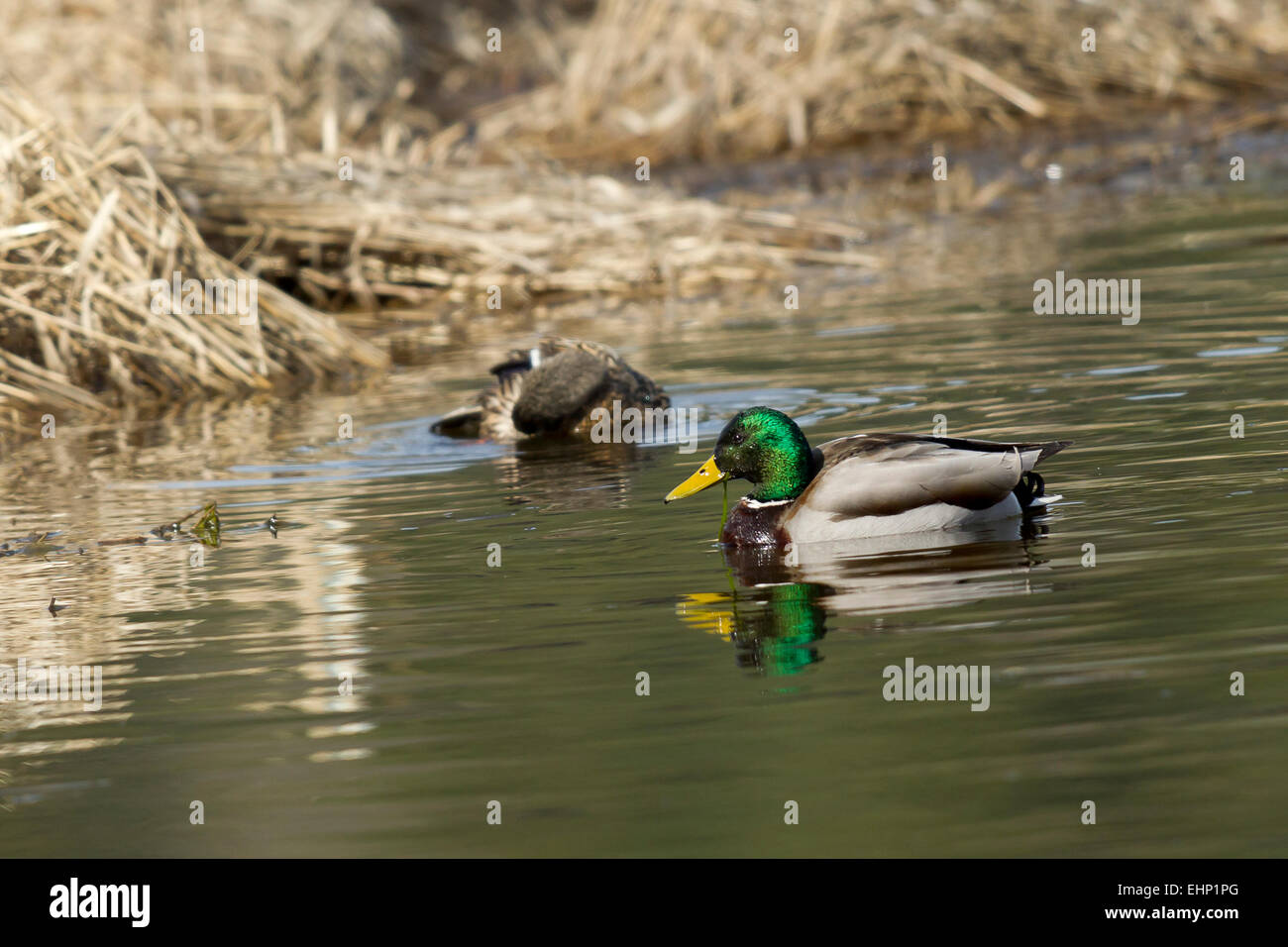 Mallards on calm water Stock Photo - Alamy