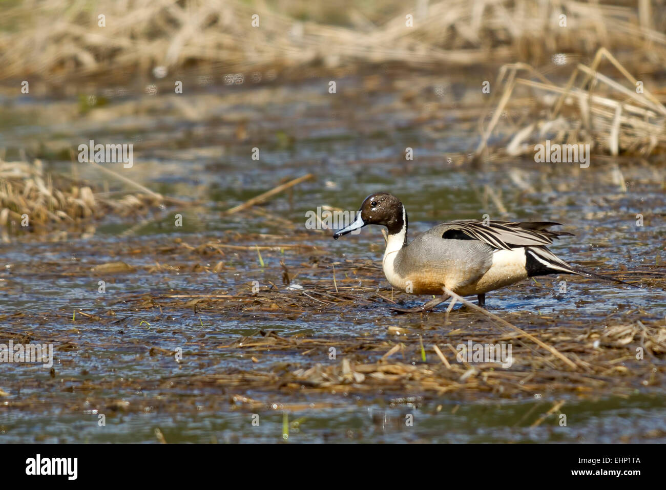 Pintail wades through wetlands Stock Photo - Alamy