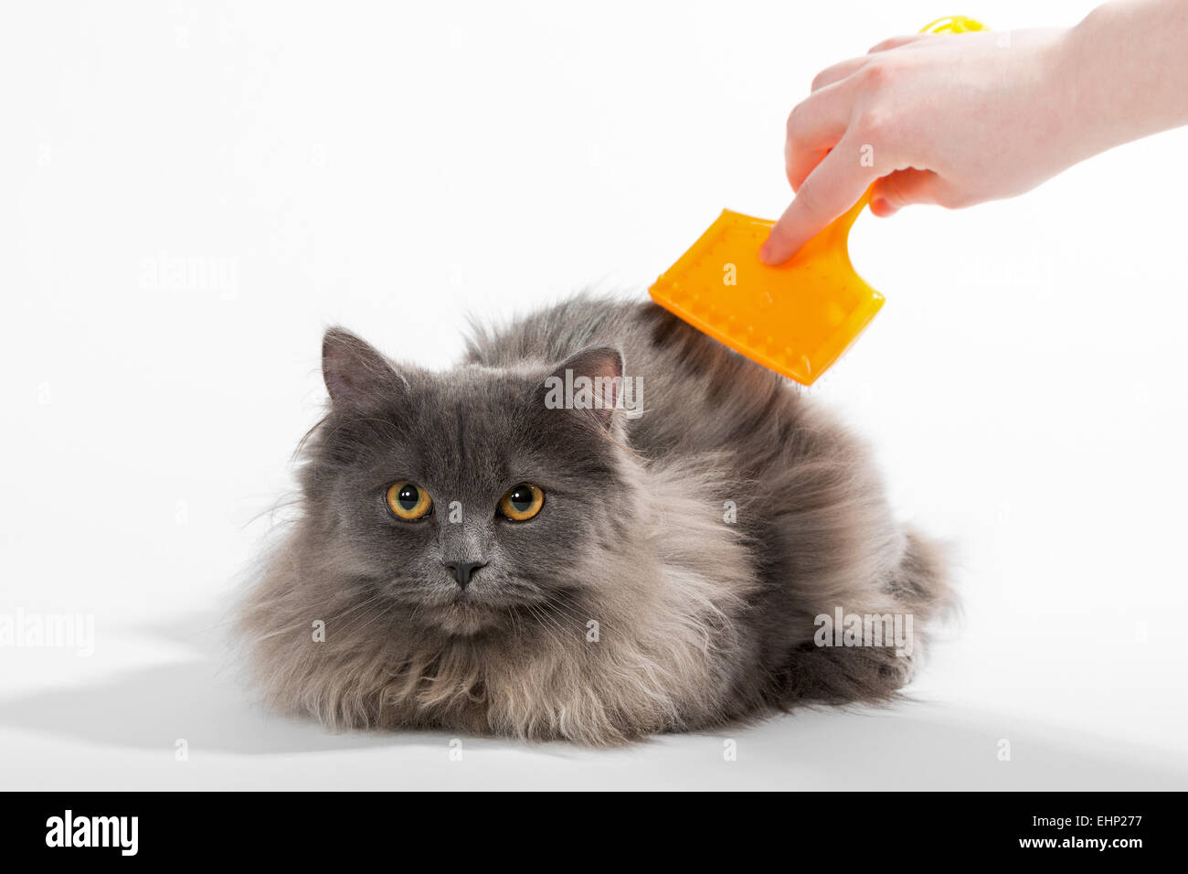 Hand brushed hi-res stock photography and images - Alamy