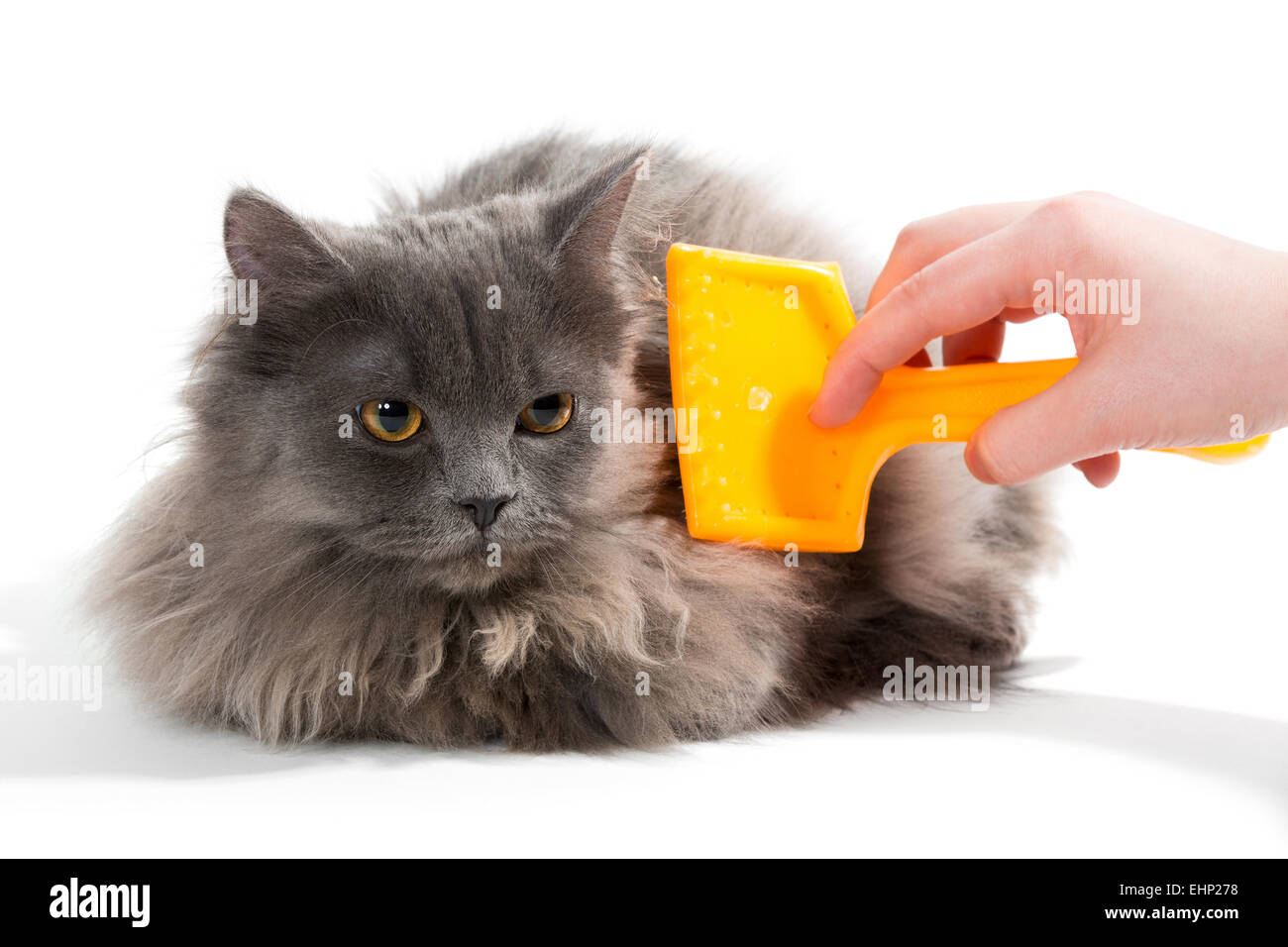 Fluffy cat isolated hi-res stock photography and images - Alamy