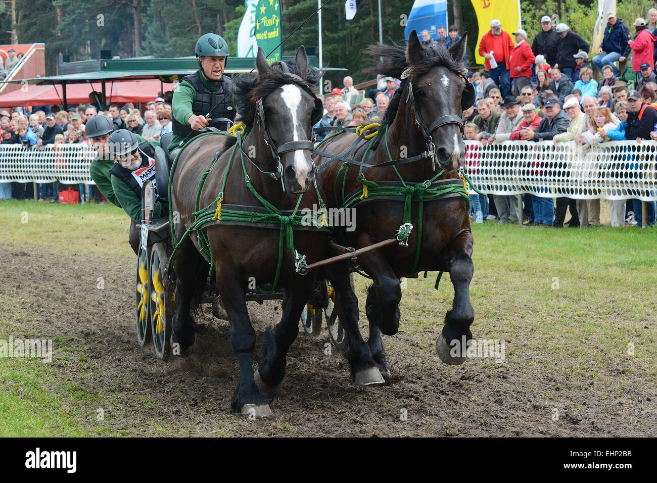Draft Horse Racing in Germany Stock Photo - Alamy