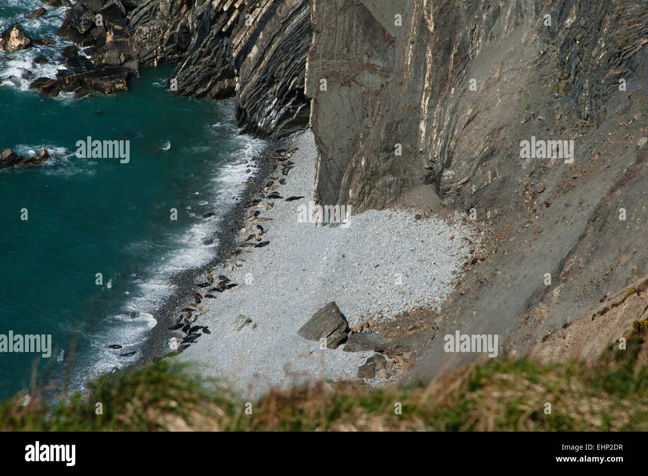 Atlantic Seals on the isolated Pembrokeshire Beach of Traeth Godir-coch ...