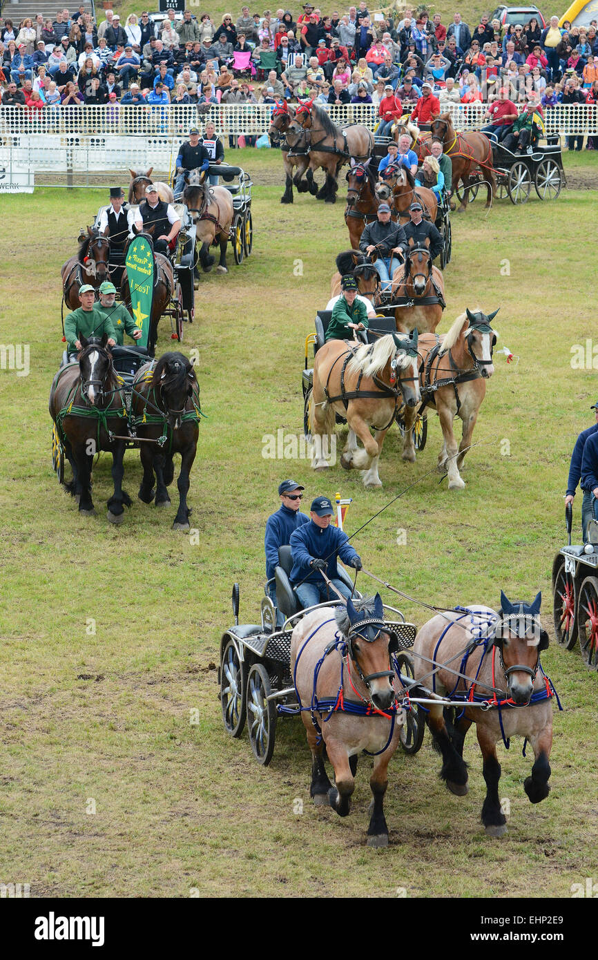 Draft Horse Racing in Germany Stock Photo - Alamy