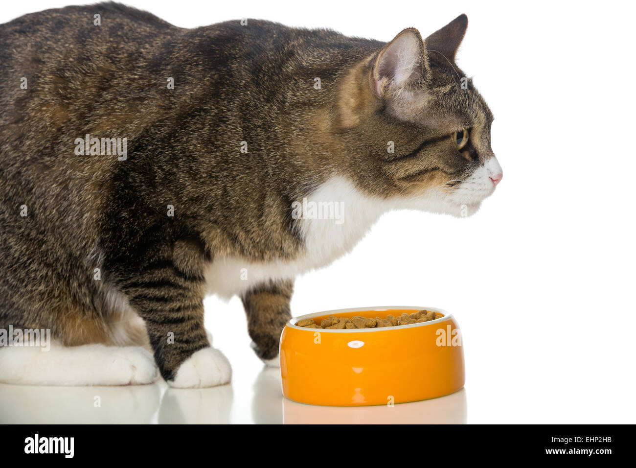 Gray striped cat eats dry food Stock Photo - Alamy